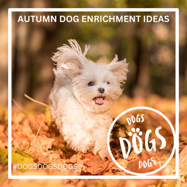 Autumn Dog Enrichment: Fun and Engaging DIY Ideas for Indoors and Outd