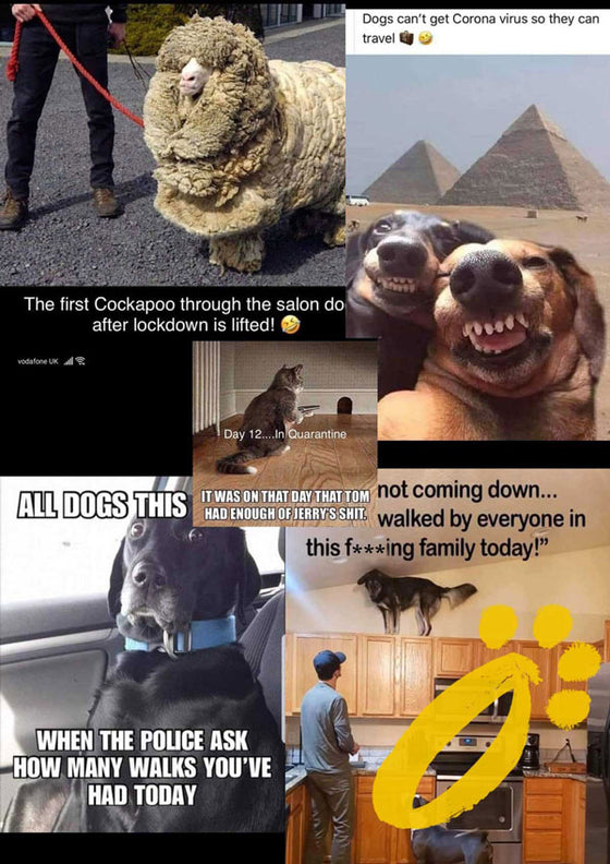 Our Favourite Lockdown Memes from WhatsApp (Updated)