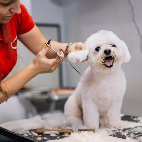 Cheap dog haircuts near me store