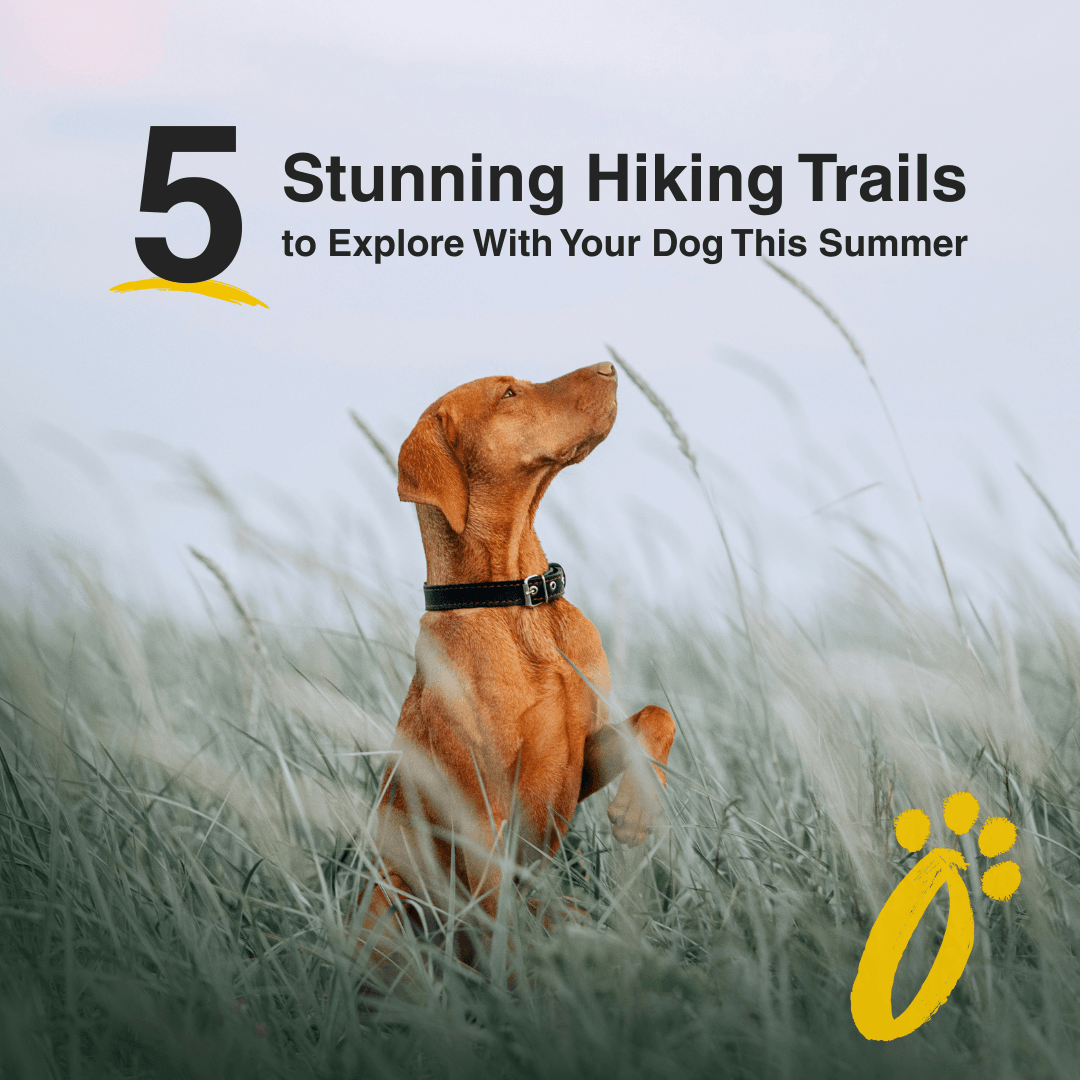 5 Stunning UK Hiking Trails to Explore With Your Dog This Summer