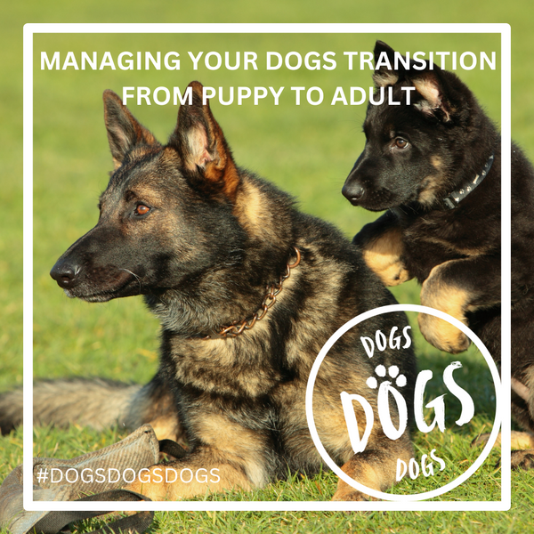 Managing Your Dog’s Transition from Puppy to Adult: A Fun and Informat