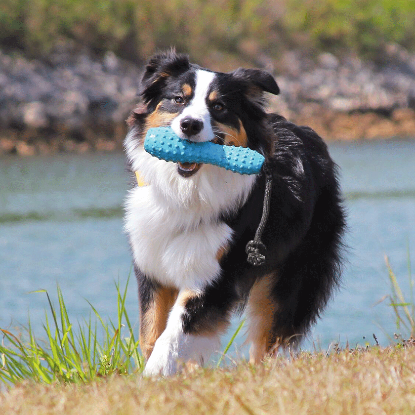 Luxury Waterproof Dog Beds & Accessories | DogsDogsDogs UK